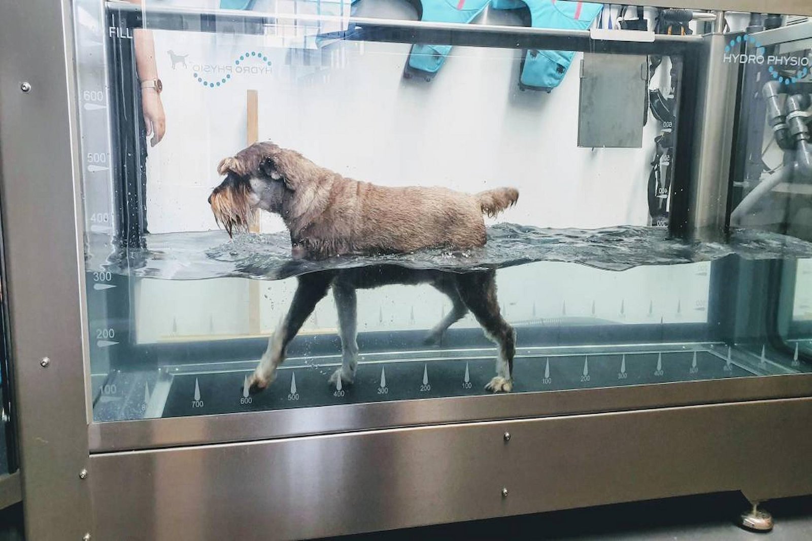 What Are The Different Types Of Hydrotherapy For Dogs? - Post44